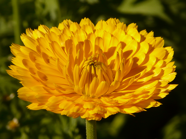 Marigold - Secrets of Culinary Herbs